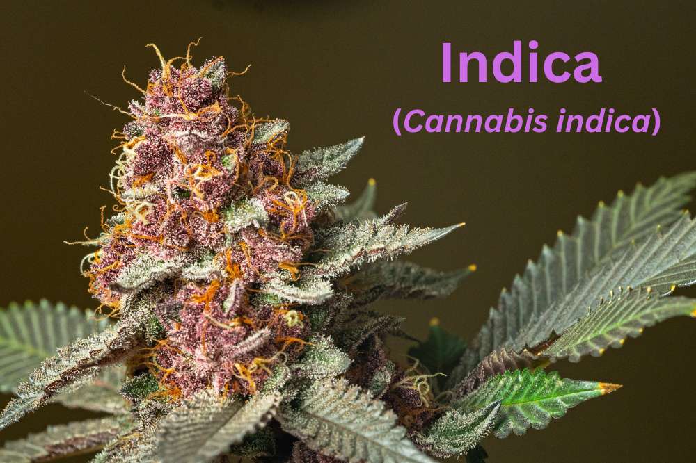 Indica vs Sativa [7 Game-Changing Differences Everyone Should Know ...